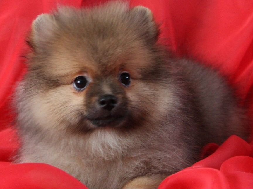 Щенки шпица