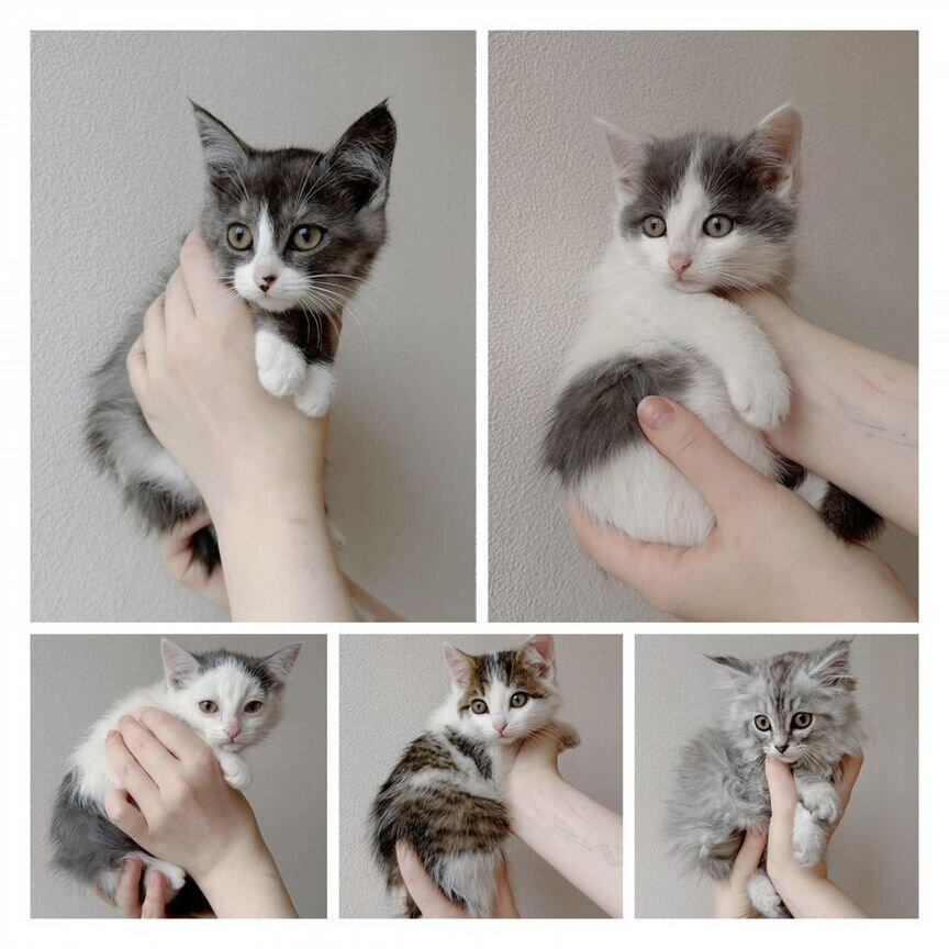 Маленькие котята в тёплые ручки