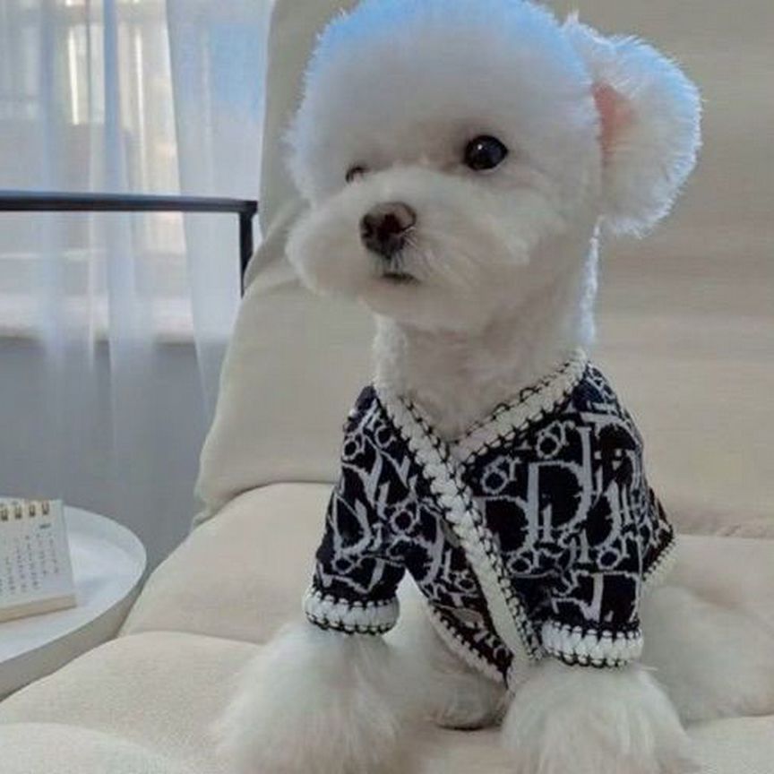 Одежда для собак Dior