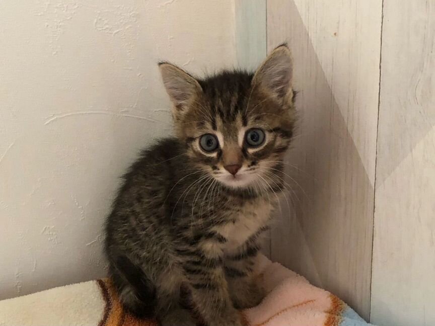 Малыш ищет мам и пап