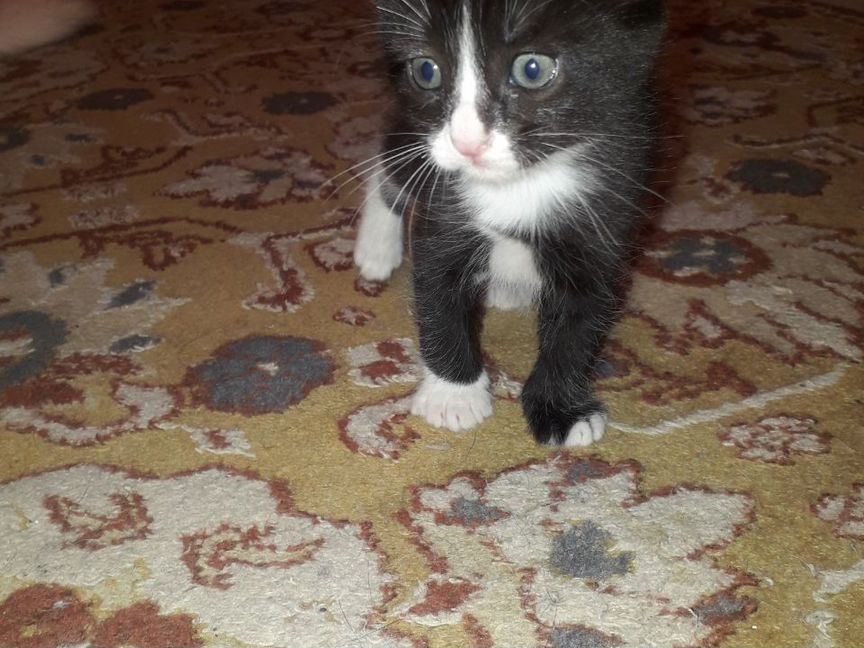 Котята в ответственные добрые руки