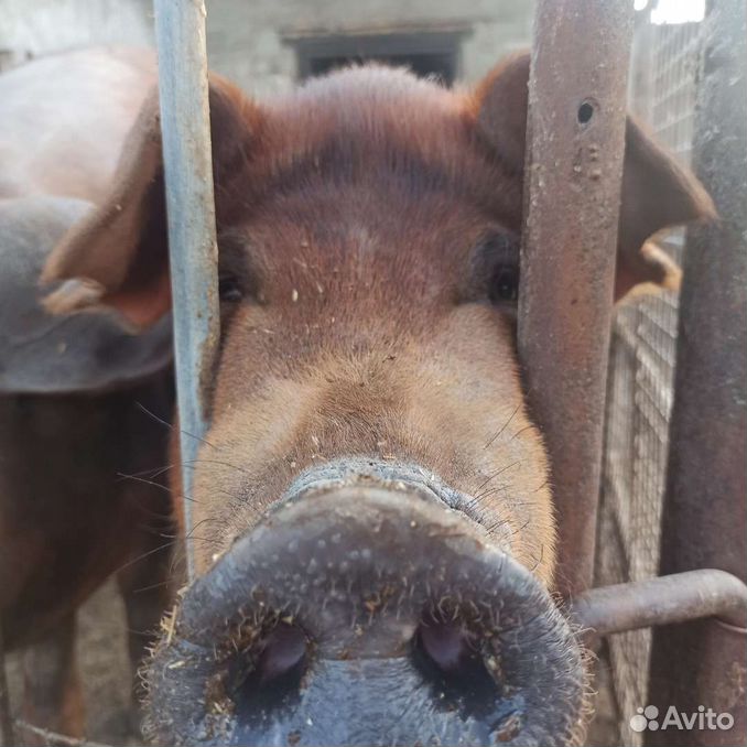 Хряк и 4 свинки на племя