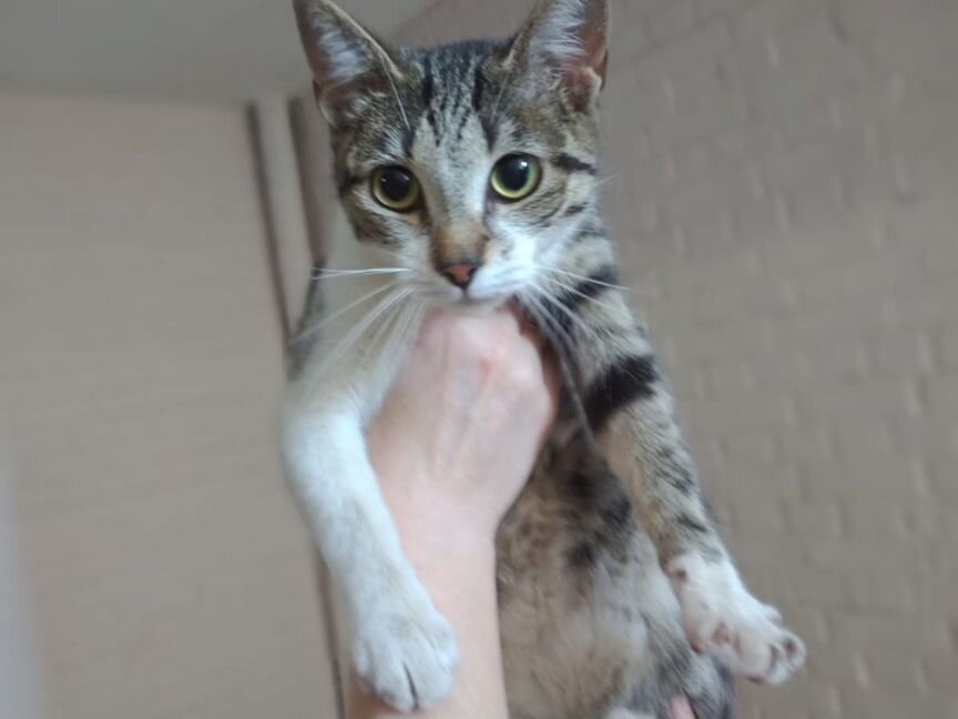 Котенок Сестрорецк