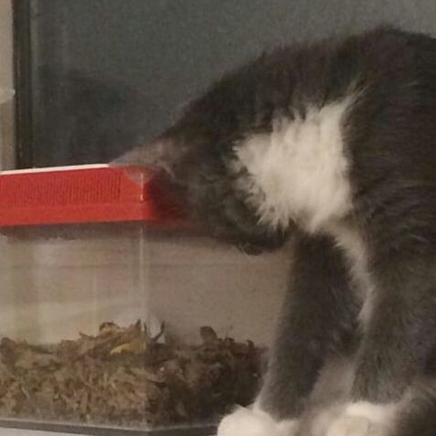 Листовой субстрат для жуков бронзовок