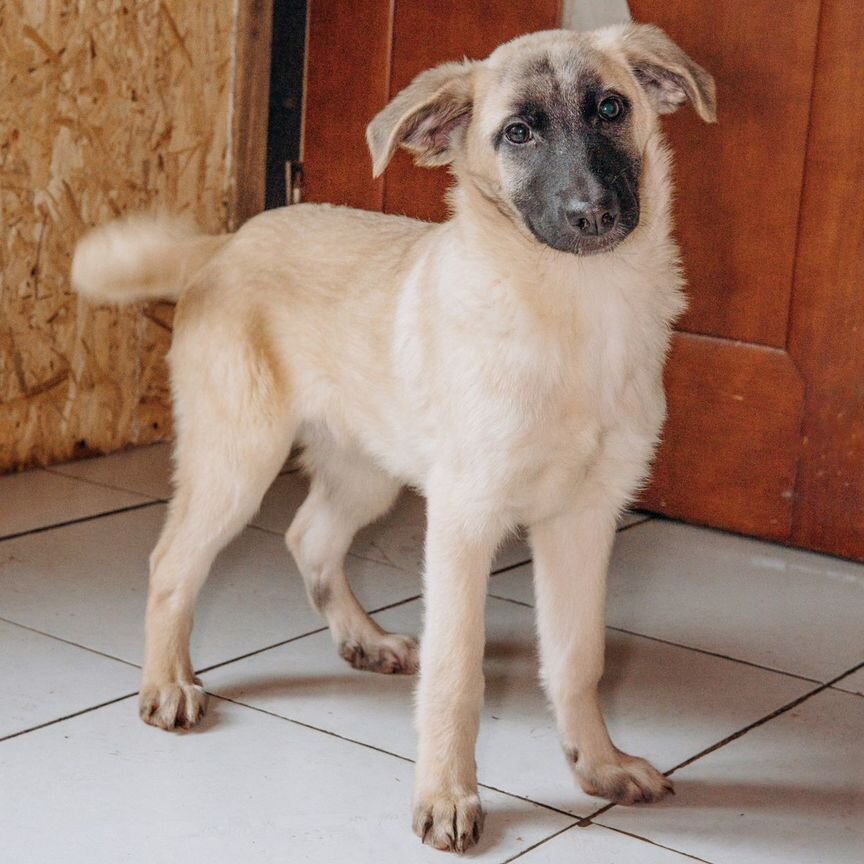 Щенок в добрые руки