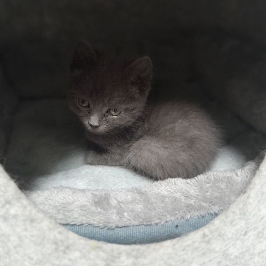 Шотландский вислоухий короткошёрстный котёнок