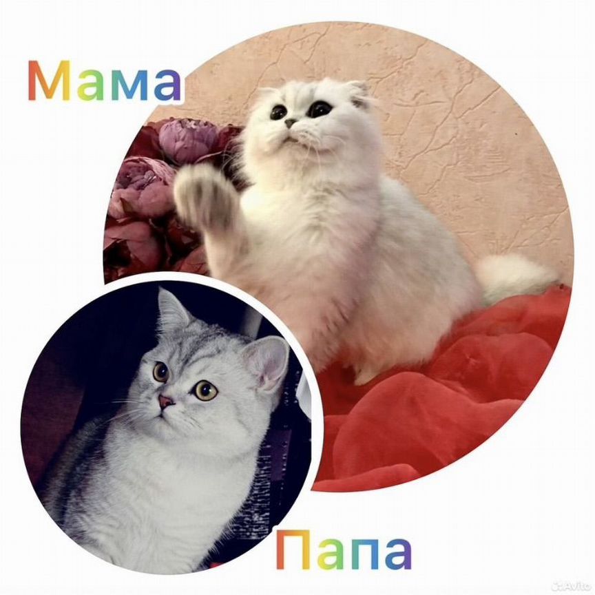 Шотландские котята