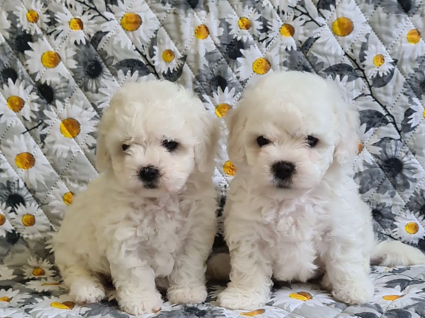 Бишон фризе мальчики и девочки