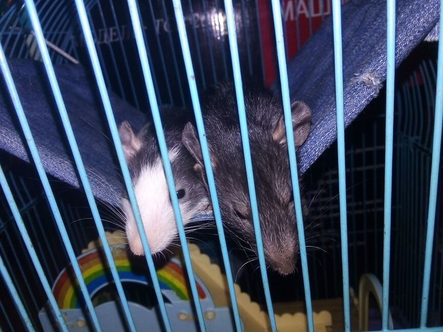 Гамак для крыс