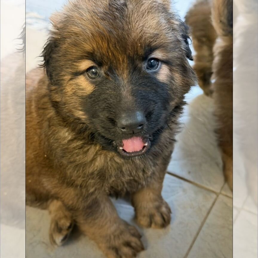 Щенок в добрые руки