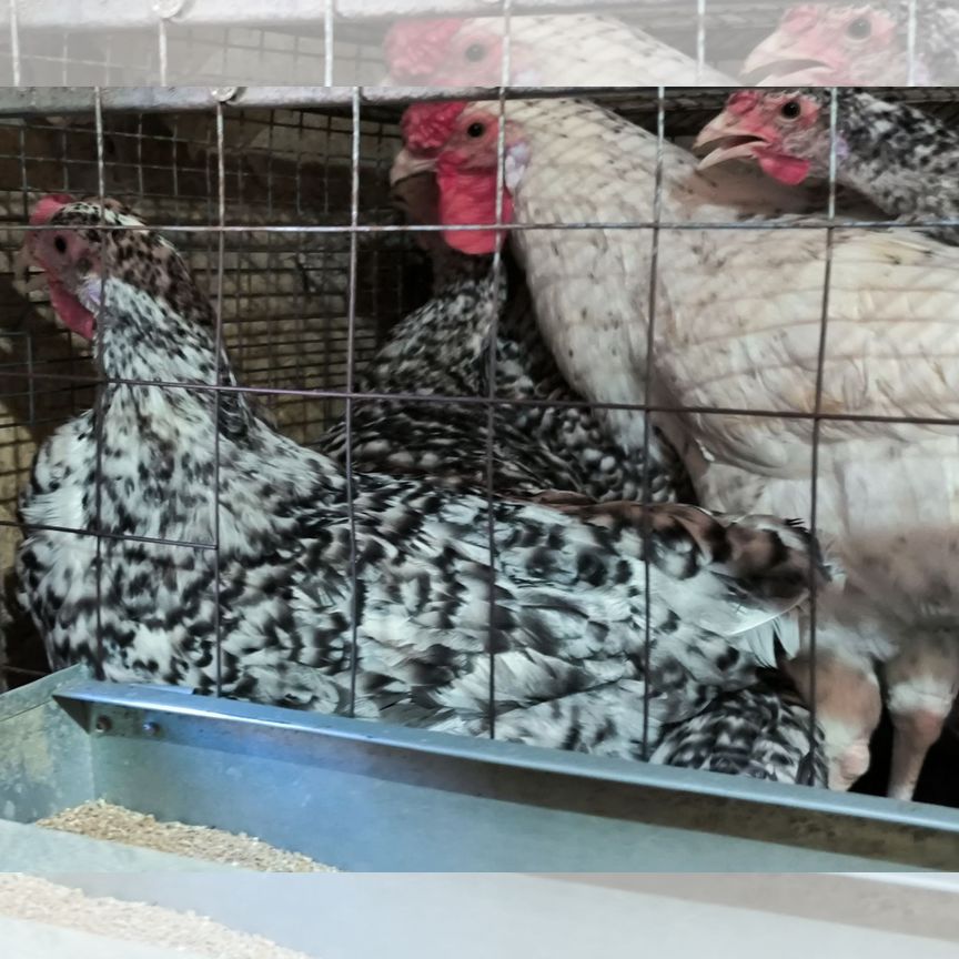 Молодки Пушкинской породы