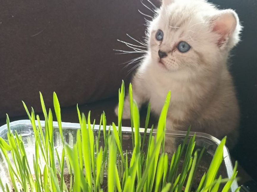 Шотландские котята