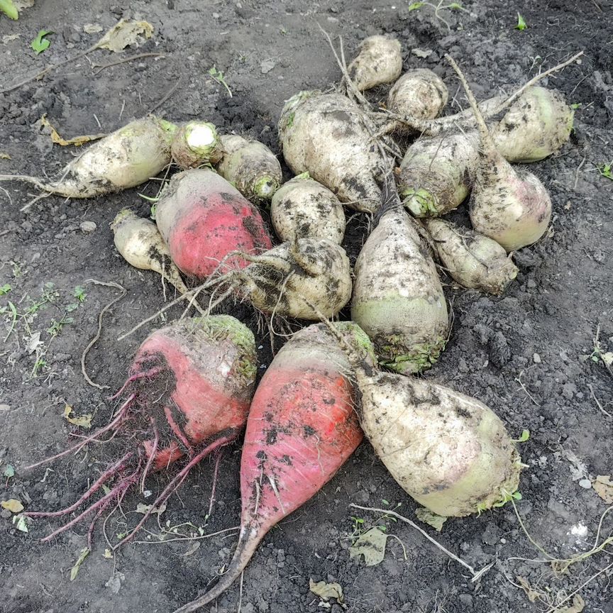 Продам свеклу кормовую