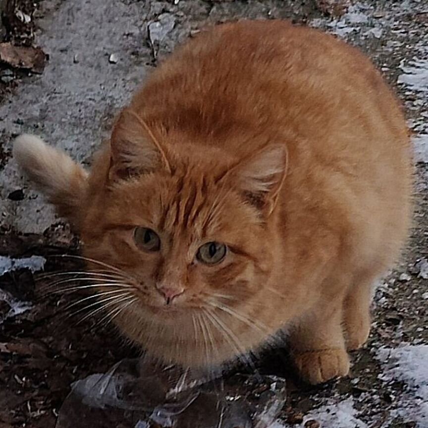 Взрослая, Девочка кошка в добрые руки