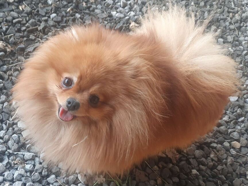 Померанский шпиц вязка кобель