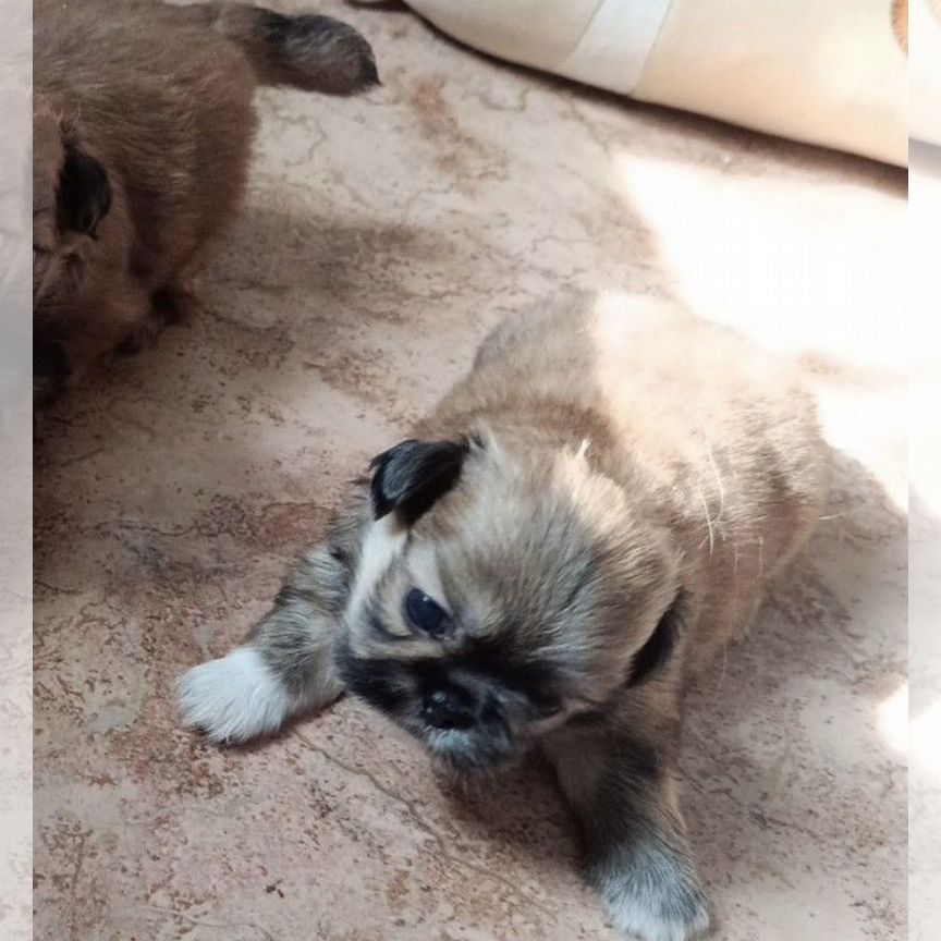 Пекинес, щенок