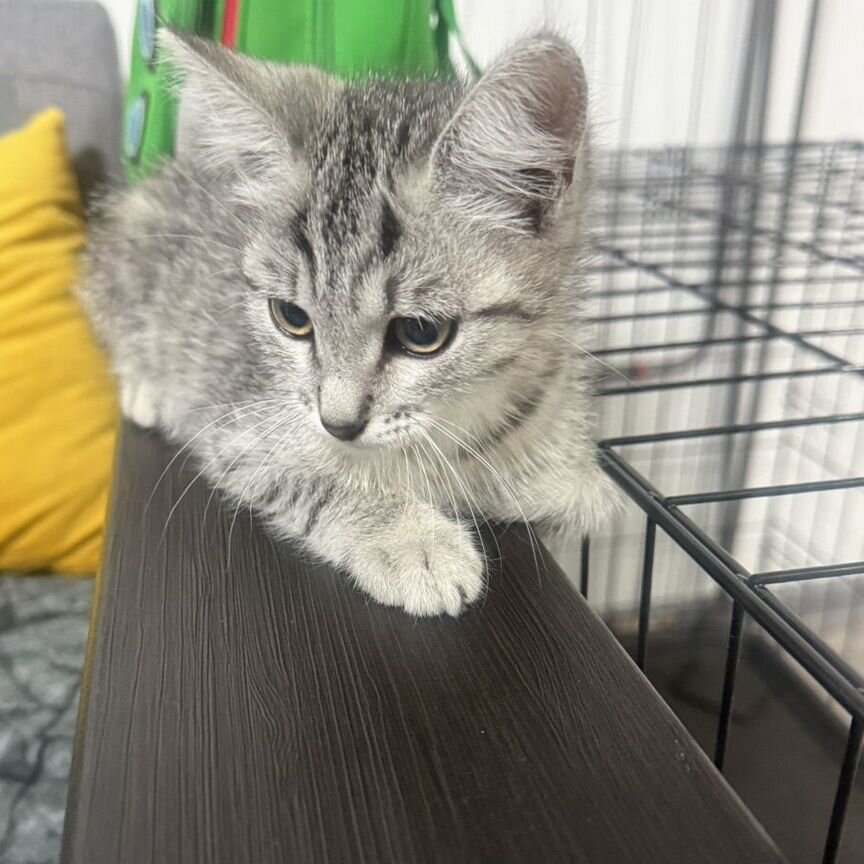 Котёнок в добрые руки