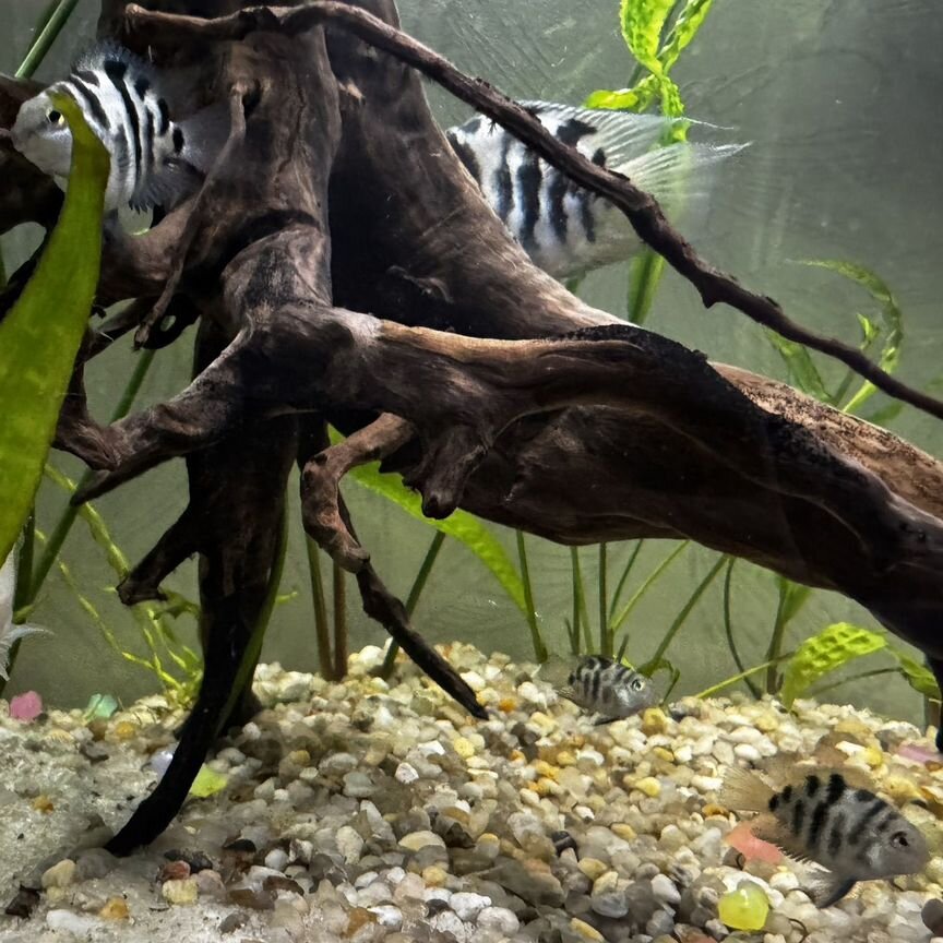 Продам аквариумных рыбок попугай