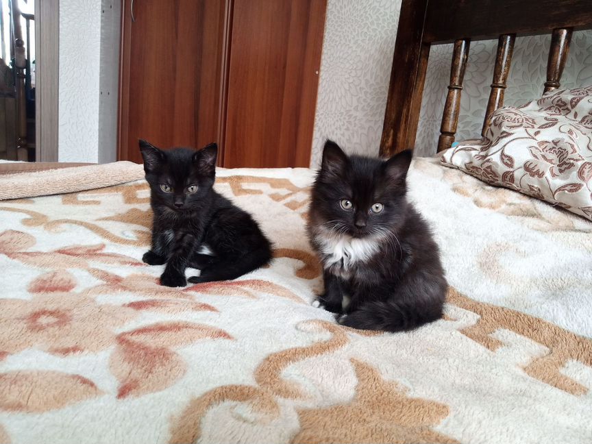 Кошка котенок черная