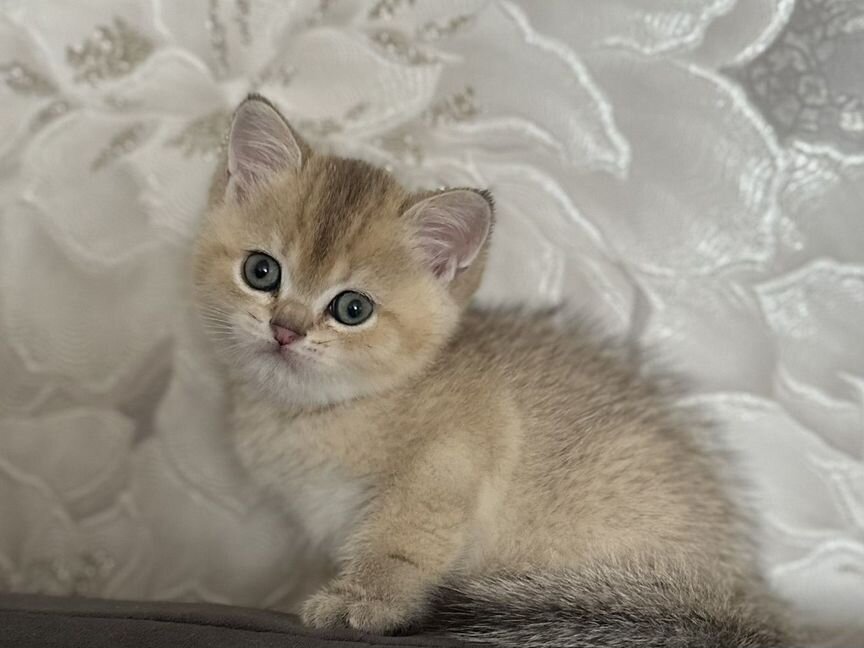 Британская шиншилла