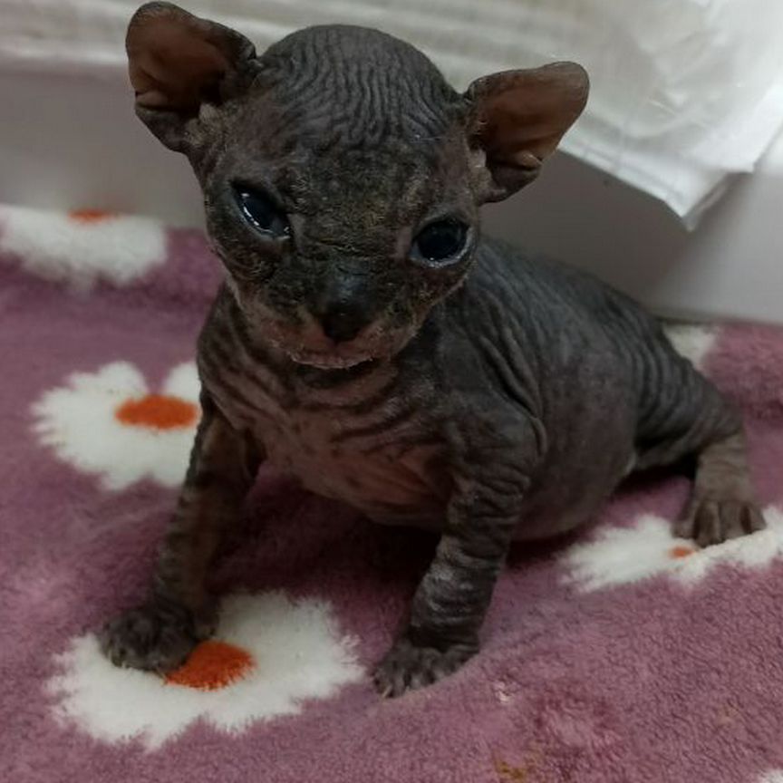 Донской сфинкс котёнок