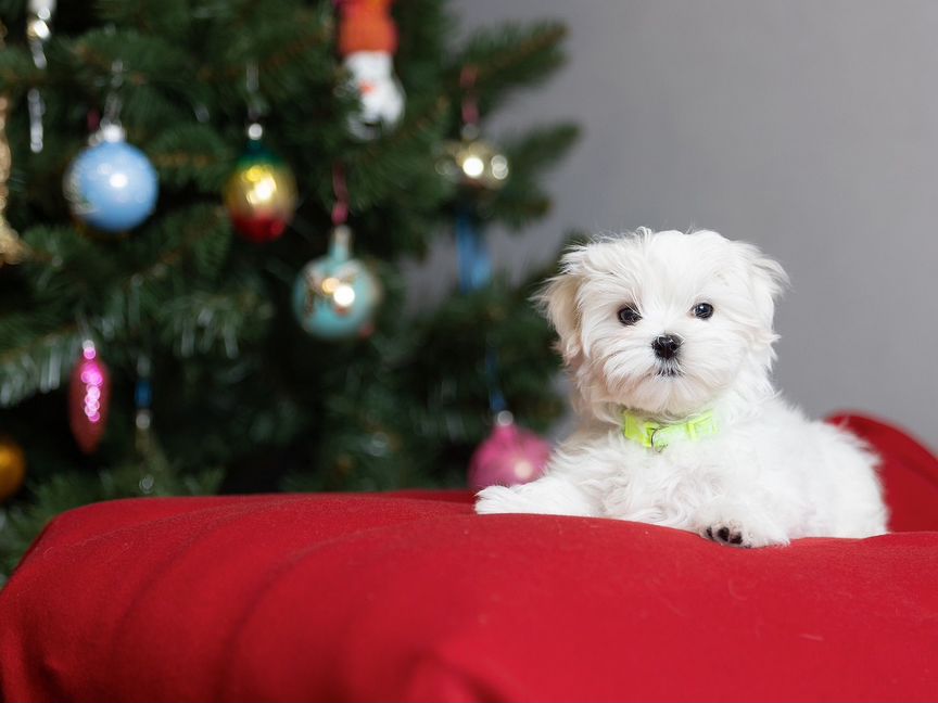 Мальтезе щенки