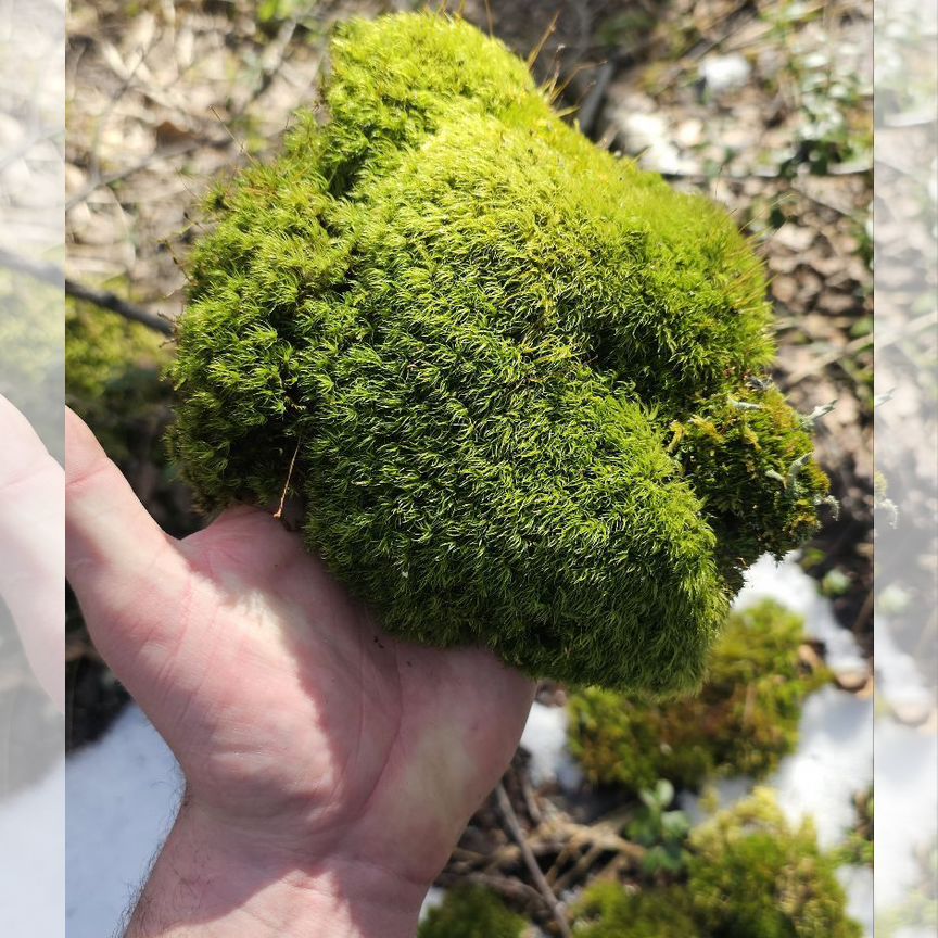 Мох живой для террариума и флорариума
