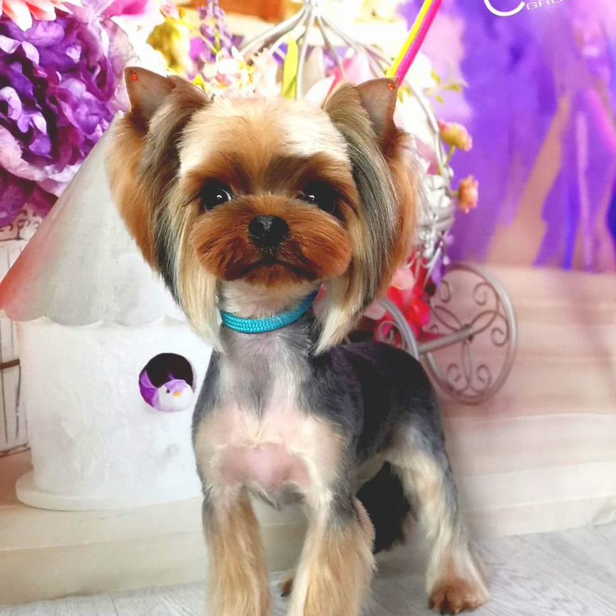 Йоркширский терьер мини девочка