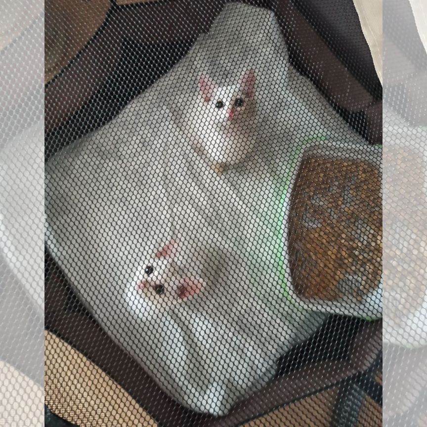 Малыши котята ищут дом