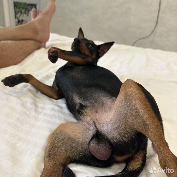 Вязка цвергпинчер