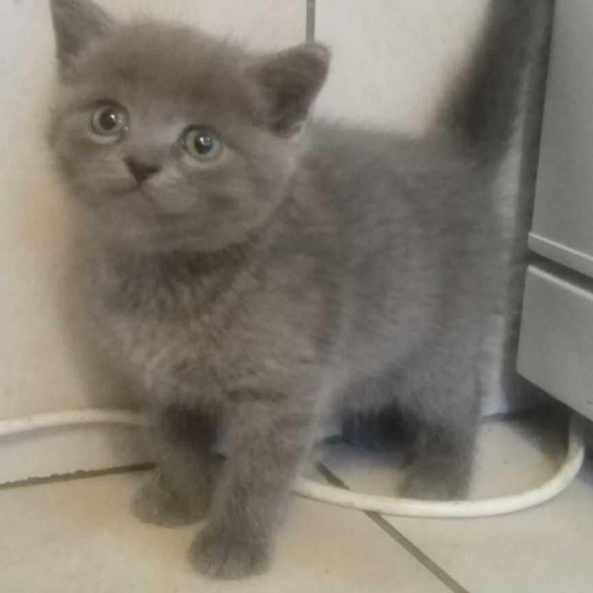 Британские котята