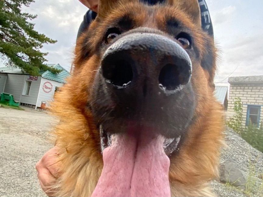 Немецкая овчарка вязка