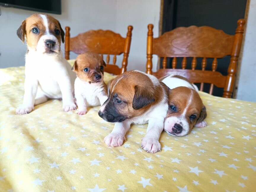 Щенки Джек Рассел терьер