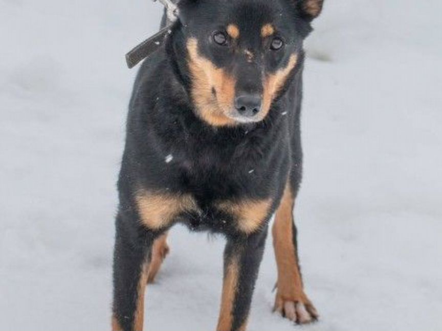 Дудочке сложно поверить людям, но мы верим в вас