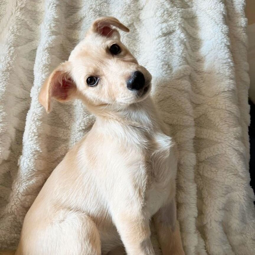 Девочка-красавица