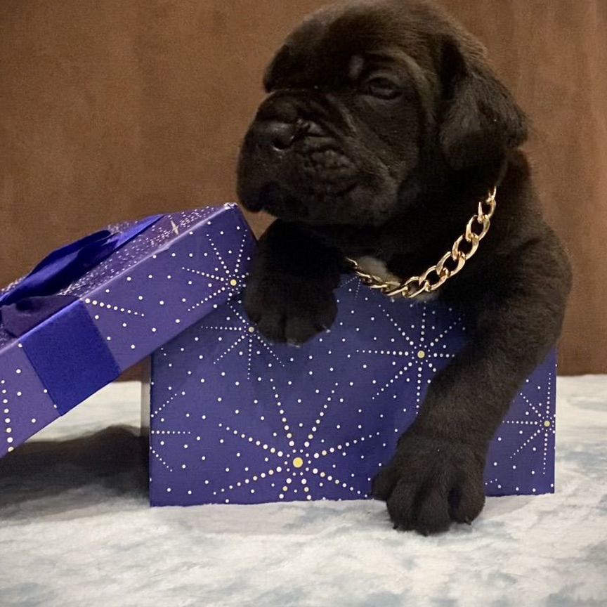 Кане корсо тигр