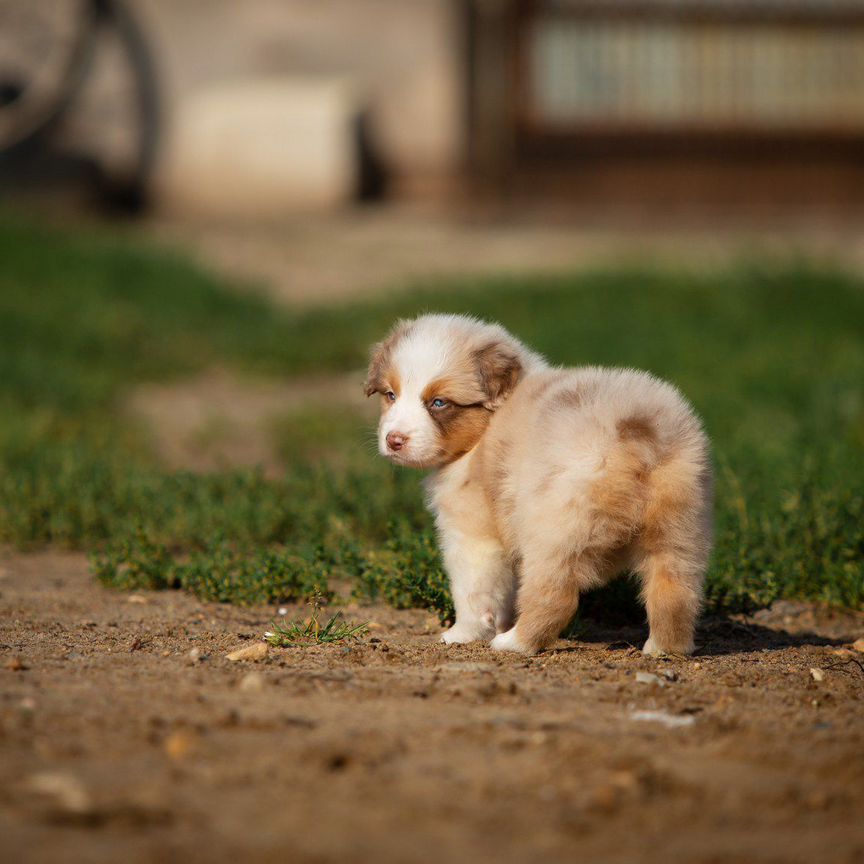 Щенки аусси девочка