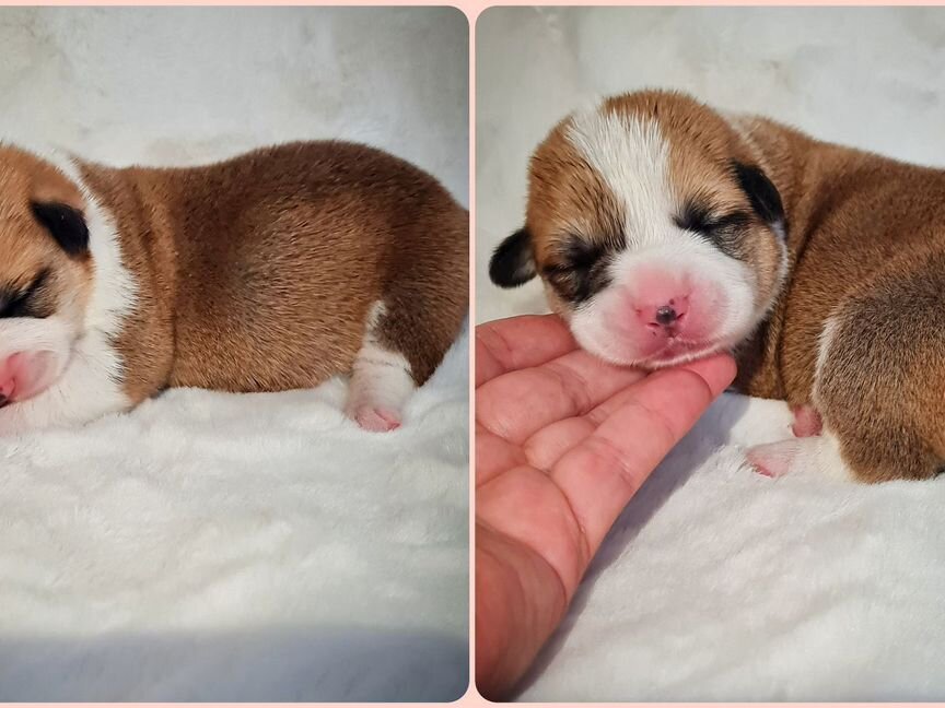 Шикарные щенки Вельш Корги Пемброк