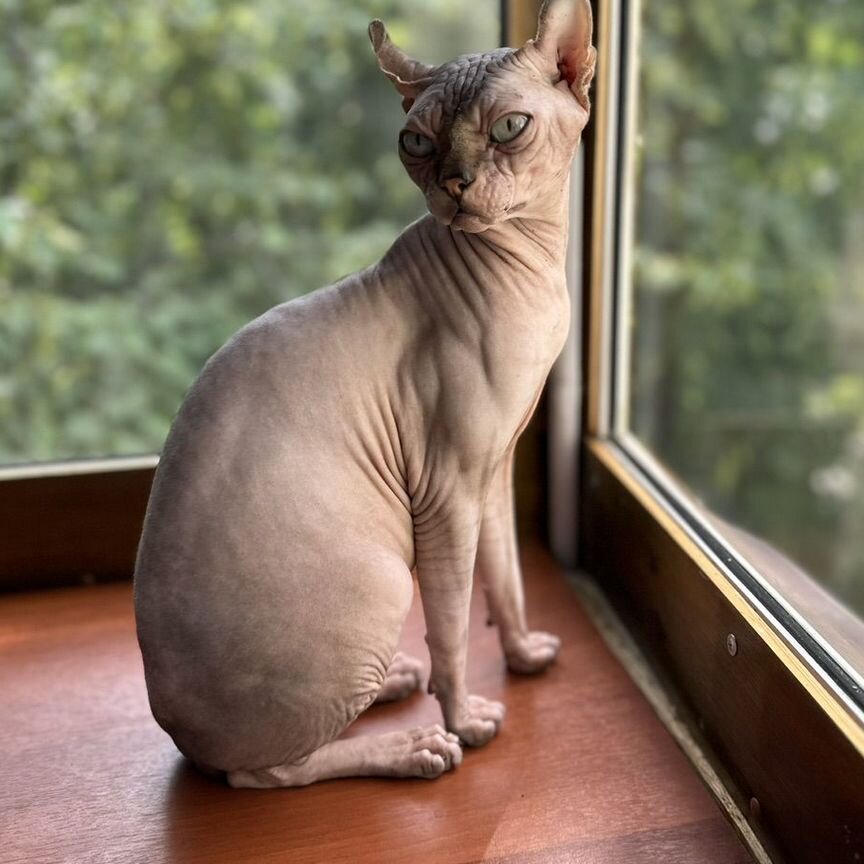 Кот сфинкс вязка