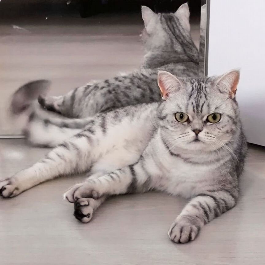 Британская кошка