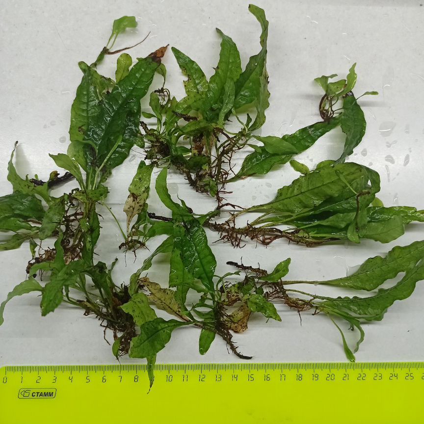 Папоротник тайландский