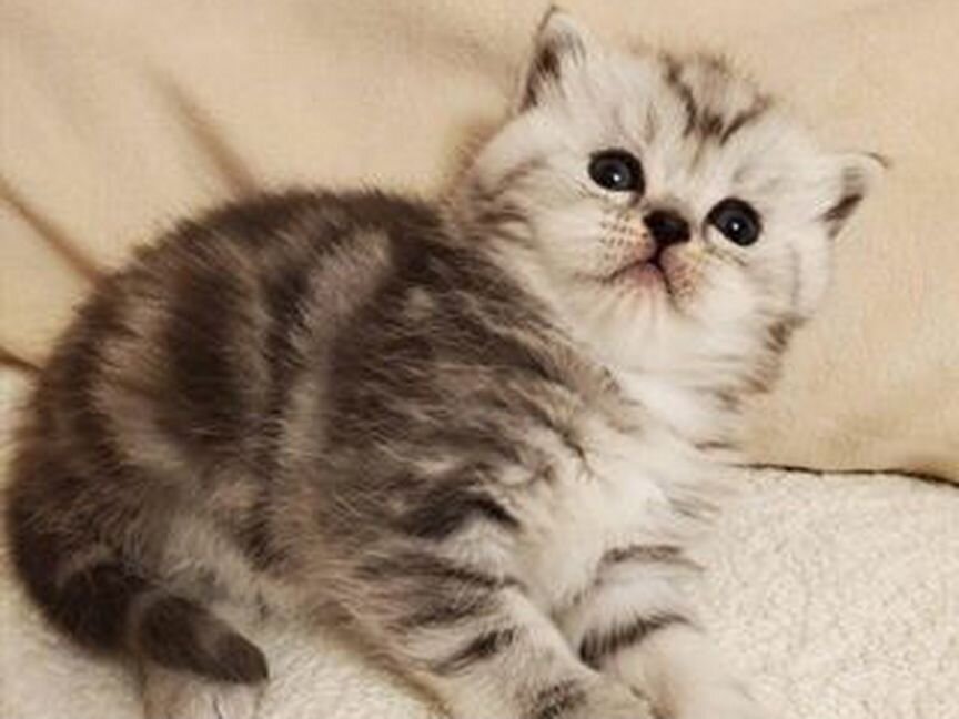 Шотландские котята