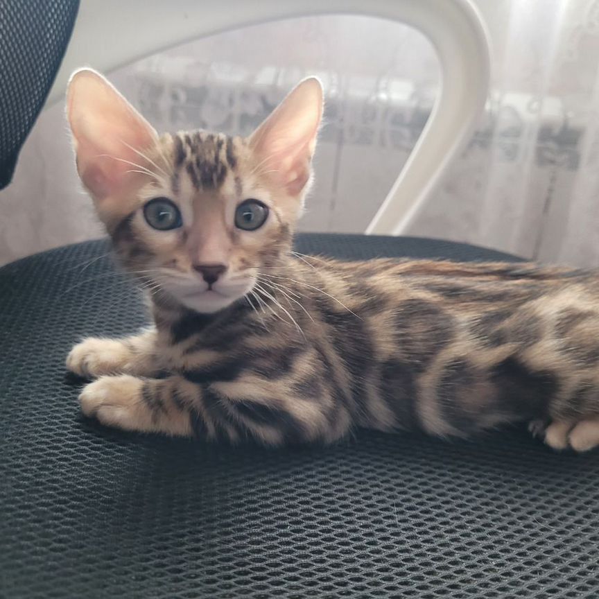 Бенгальские котята