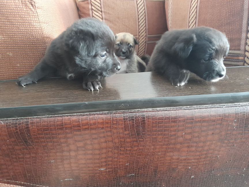 Отдам щенков в добрые руки бесплатно,не растут