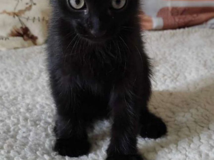 Чойс ищет дом