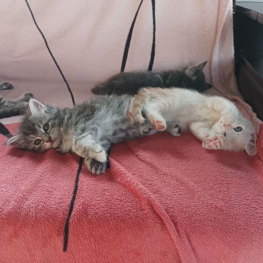 Котята в добрые руки