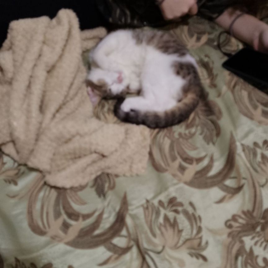 Кота одам добрые руки бесплатно