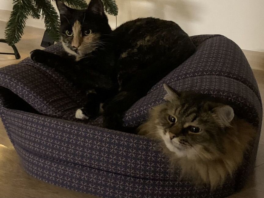 Девочка богатка 7 месяцев