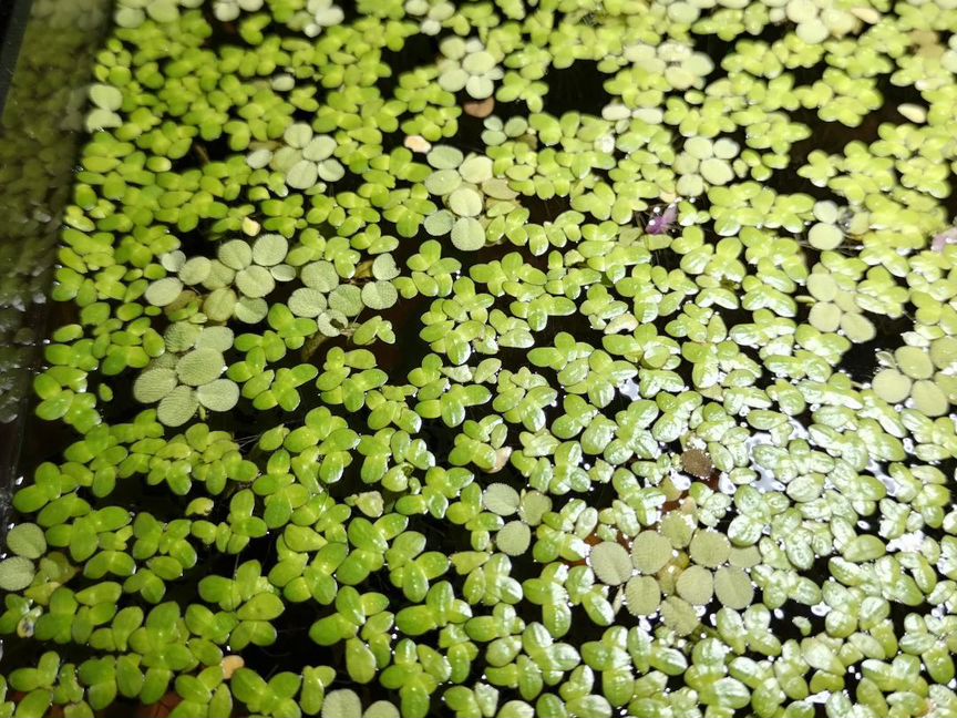 Ряска бесплатно