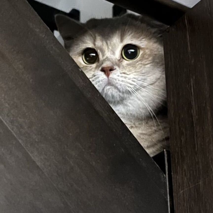 Шотландский прямоухий короткошёрстный, взрослый кот